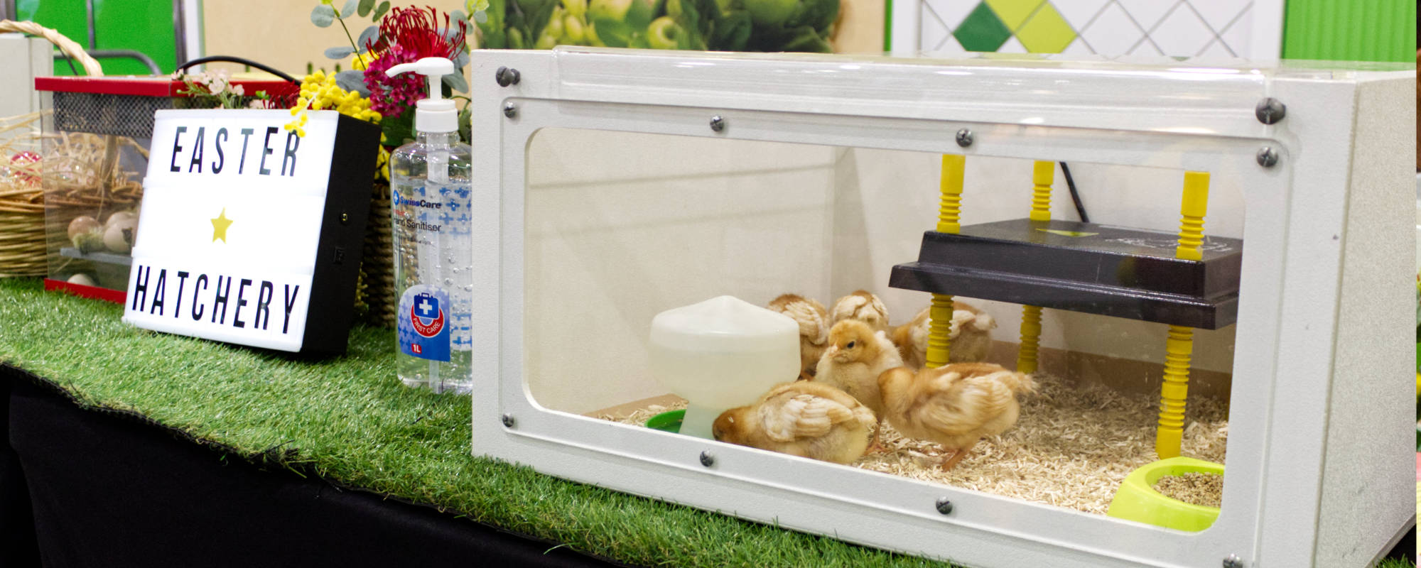 Hatching WA - Chick Hatching Programs Perth